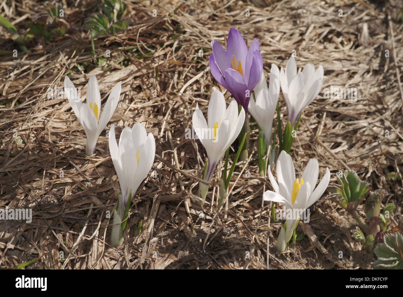 spring crocus, crocus vernus ssp. albiflorus Stock Photo - Alamy