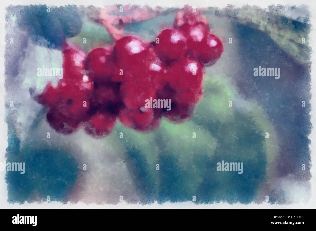 Graphic Viburnum Opulus High Resolution Stock Photography and Images ...