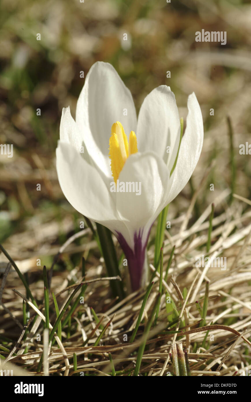 spring crocus, crocus vernus ssp. albiflorus Stock Photo - Alamy
