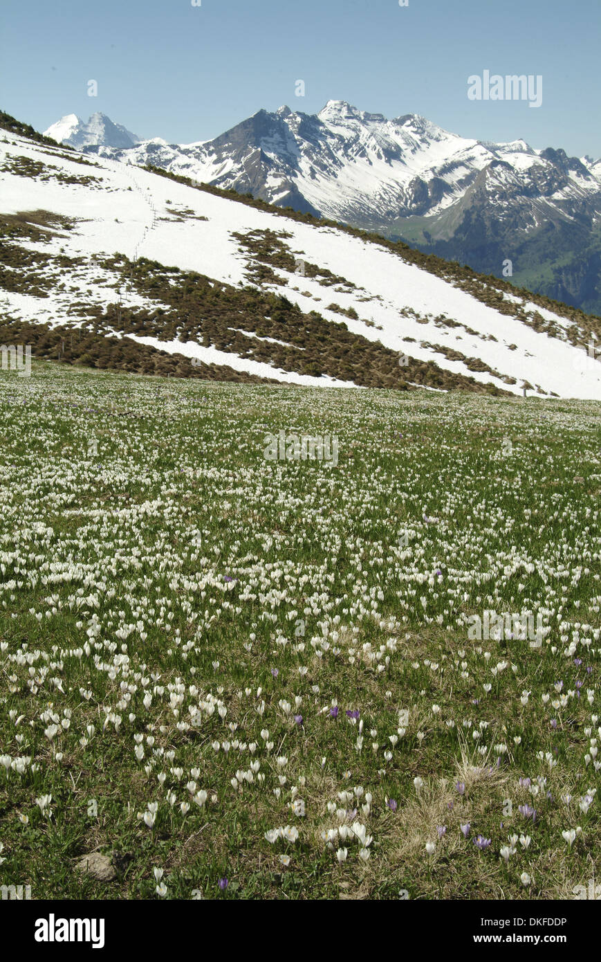 spring crocus, crocus vernus ssp. albiflorus Stock Photo - Alamy