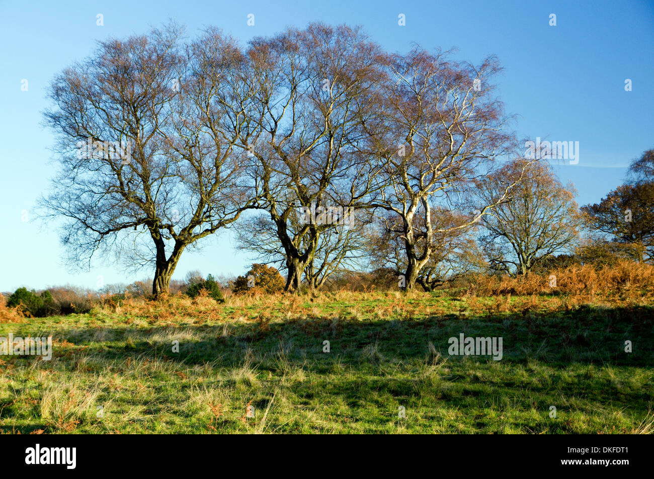 Silver birch trees autumn rhymney valley november wales hi-res stock ...