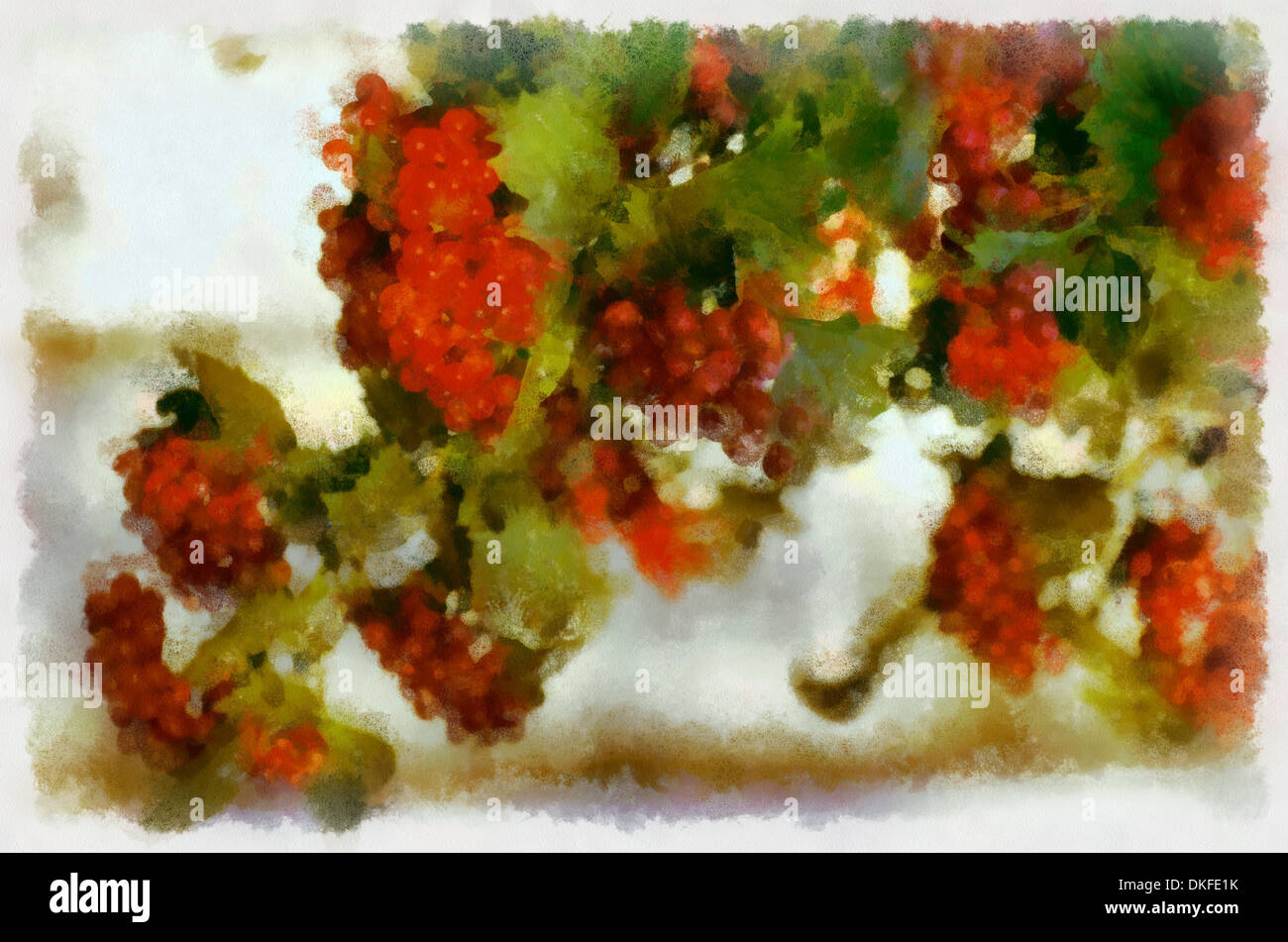 Graphics Red Snowball Tree High Resolution Stock Photography and Images ...