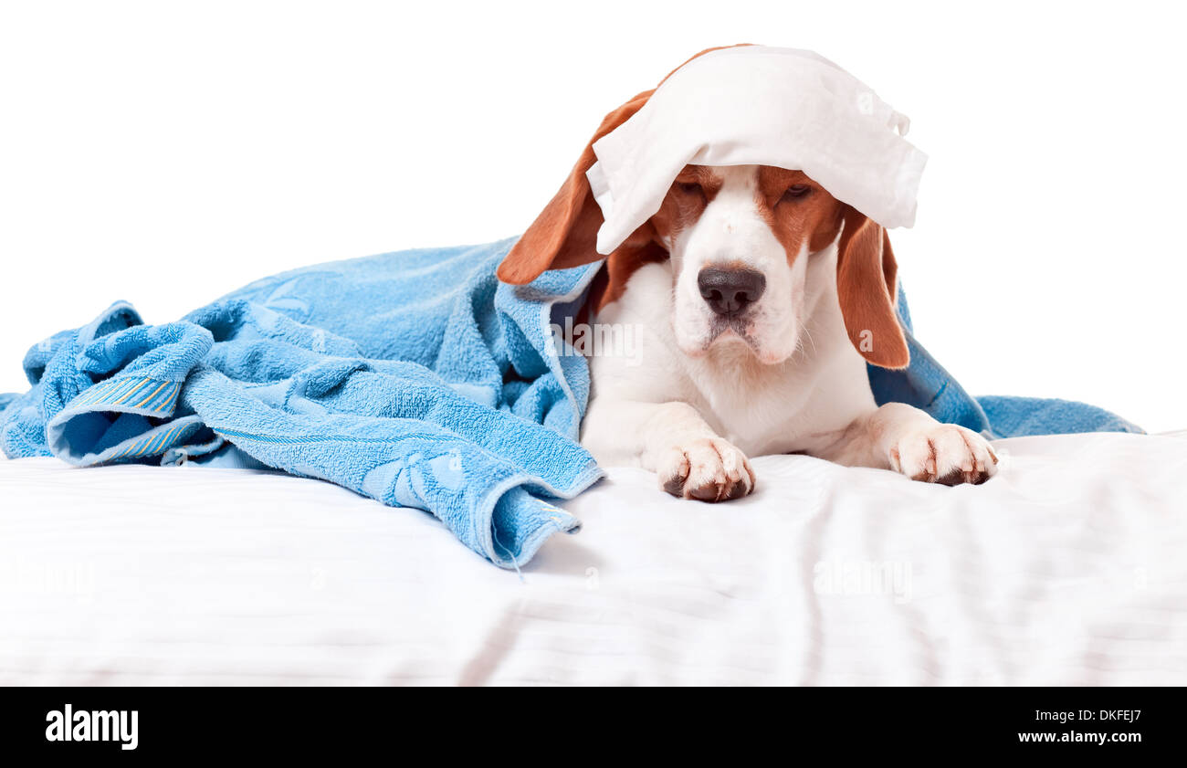 Very much sick dog , isolated on white background Stock Photo - Alamy