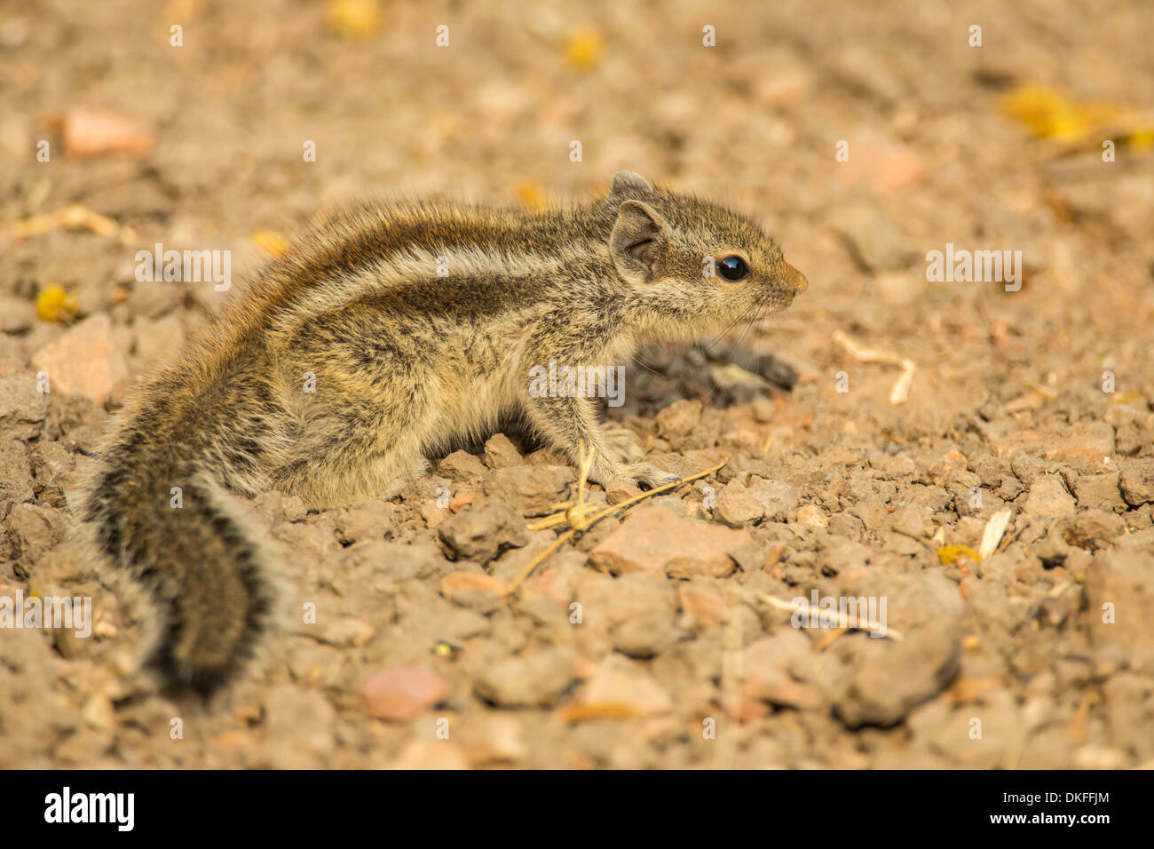 Chipmunk (Tamias), Keoladeo National Park, Rajasthan, India Stock Photo ...