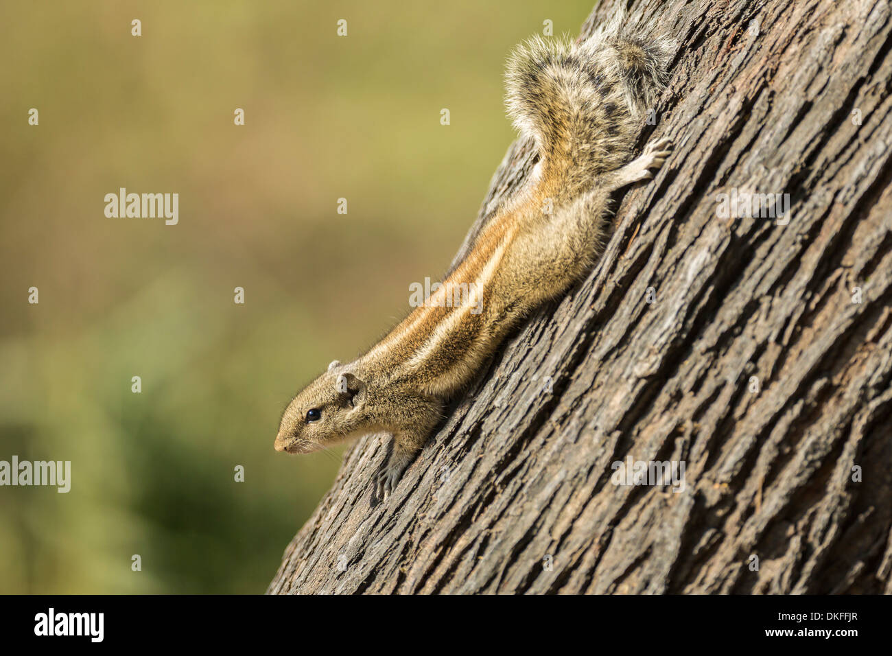 Chipmunk (Tamias), Keoladeo National Park, Rajasthan, India Stock Photo ...