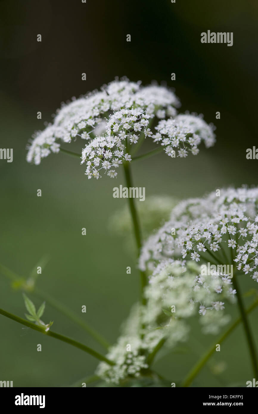 ground elder, aegopodium podagraria Stock Photo - Alamy