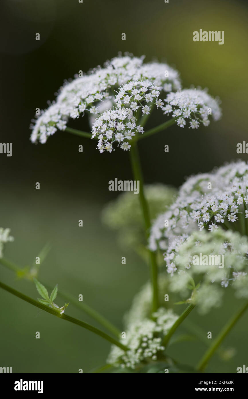 Ground elder weed hi-res stock photography and images - Alamy