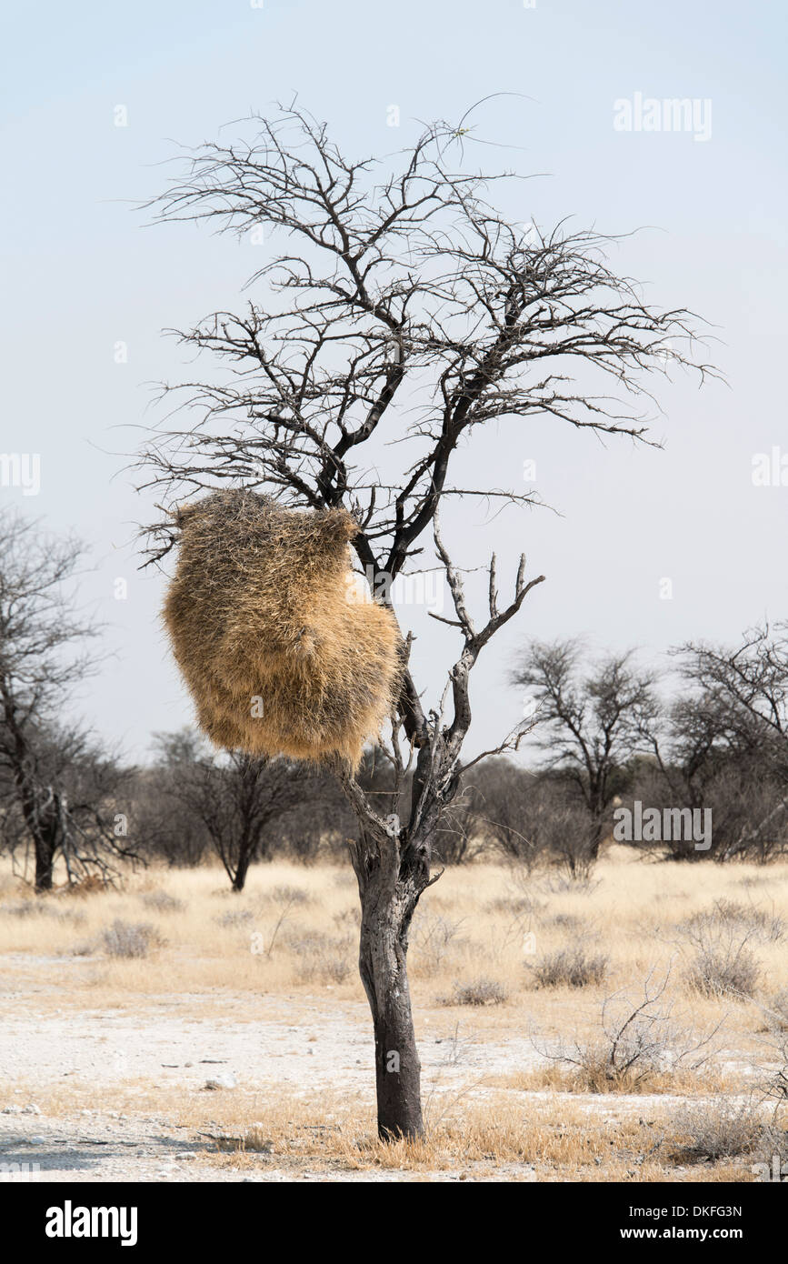 Nesting colony hanging in a tree, Sociable Weaver (Philetairus socius ...