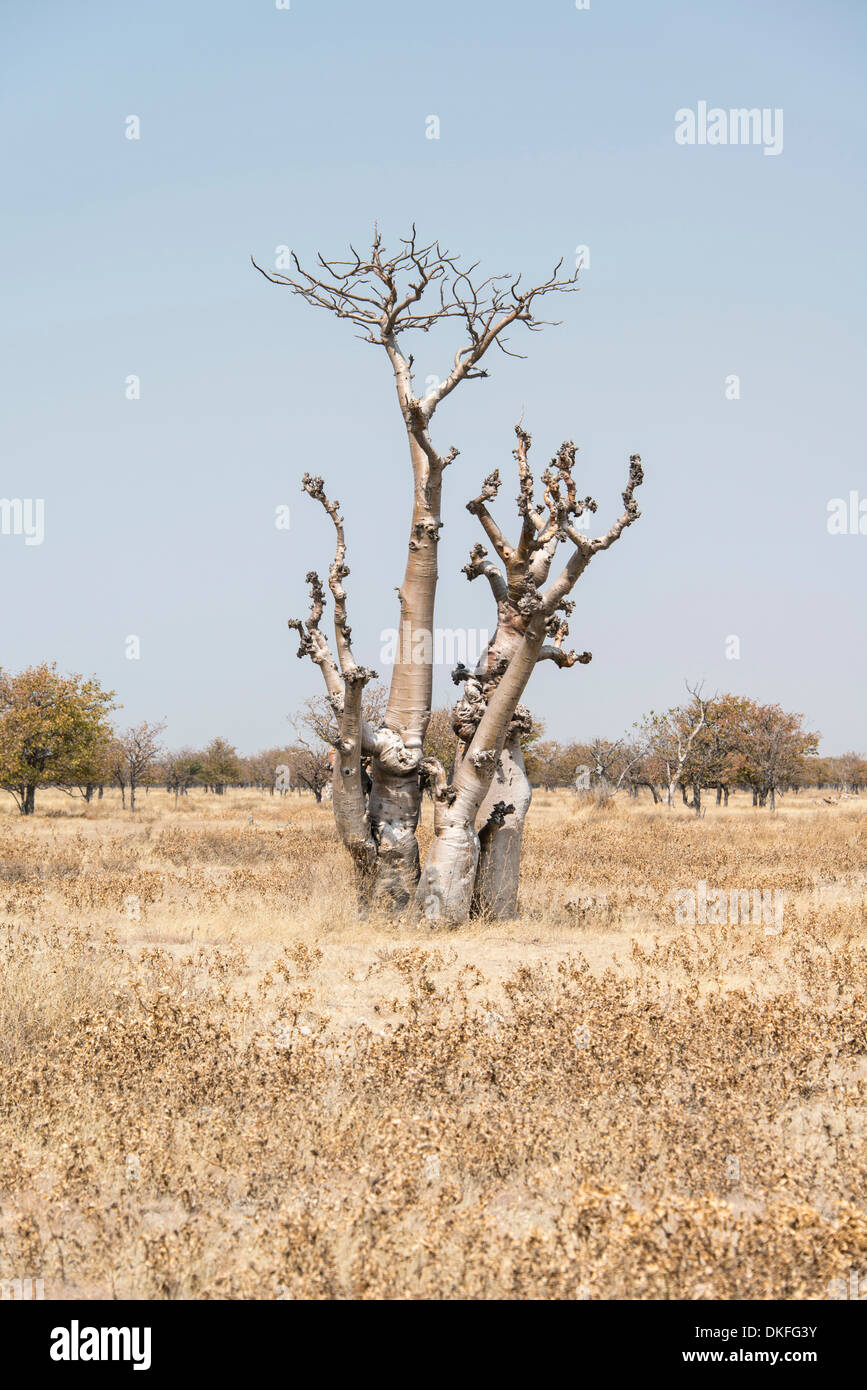 Moringa tree (Moringa ovalifolia), Fairytale Forest, Sprokieswood ...