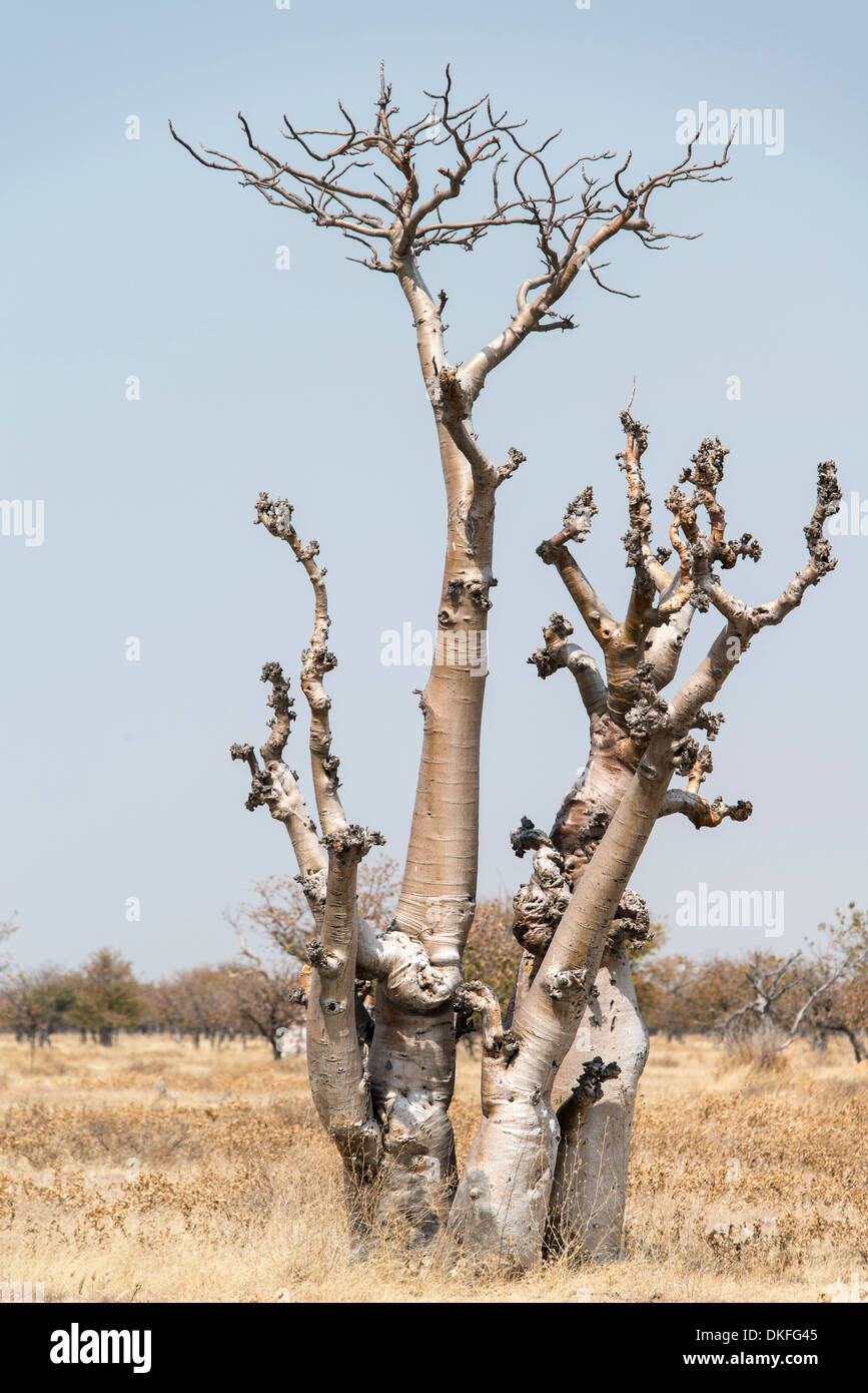Moringa tree (Moringa ovalifolia), Fairytale Forest, Sprokieswood ...