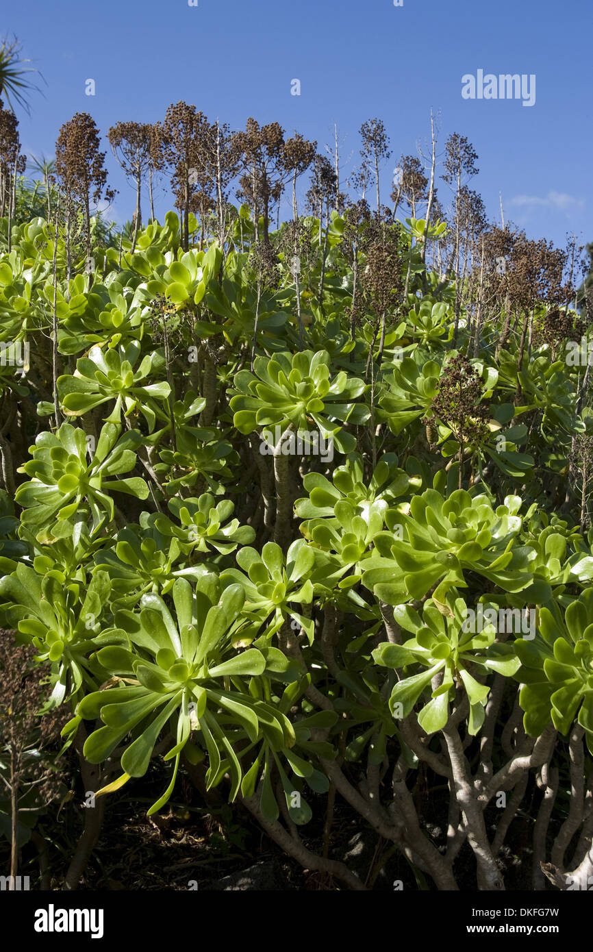 Aeonium aeonium arboreum hi-res stock photography and images - Alamy