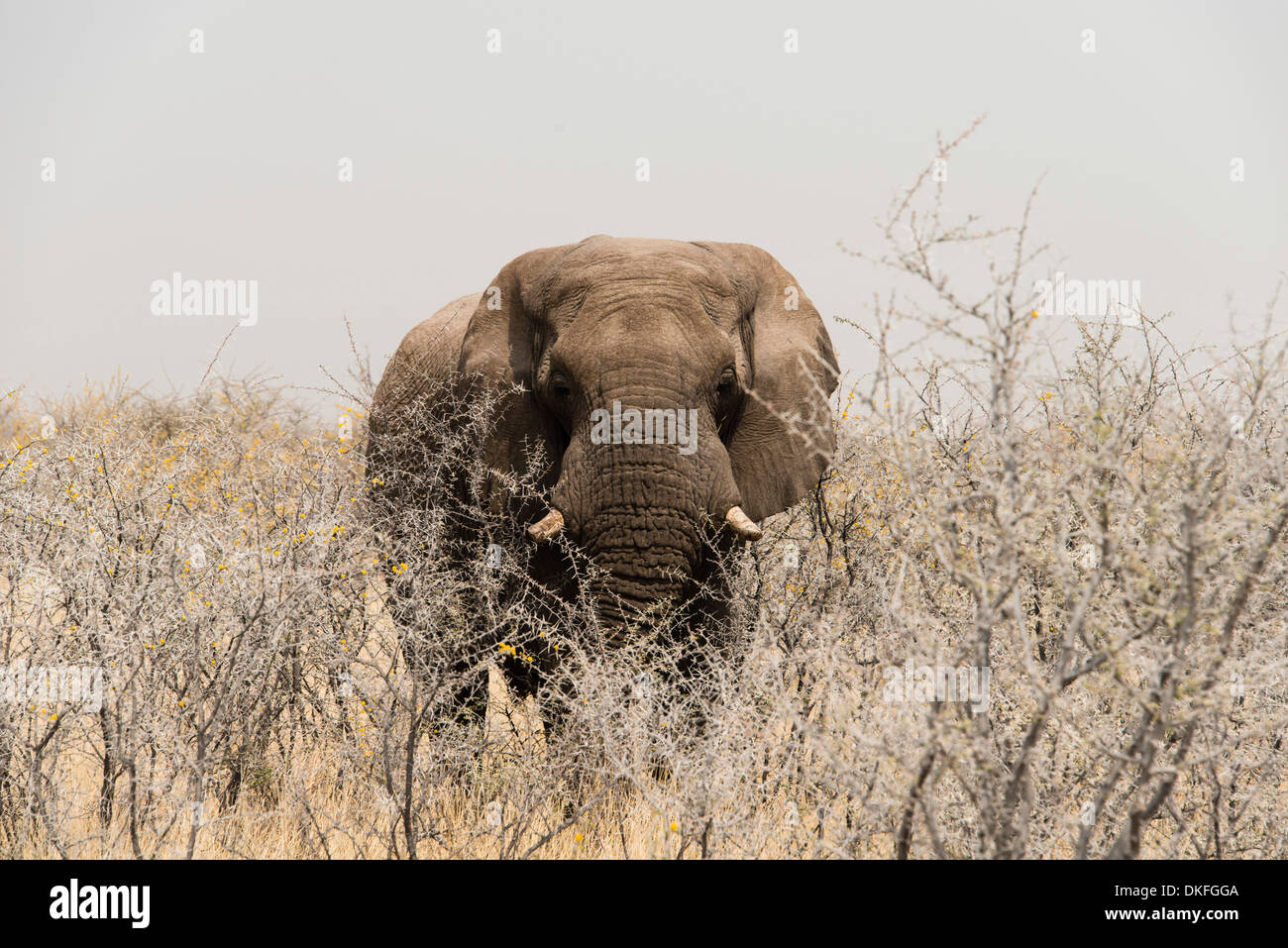 Acacia africana hi-res stock photography and images - Alamy
