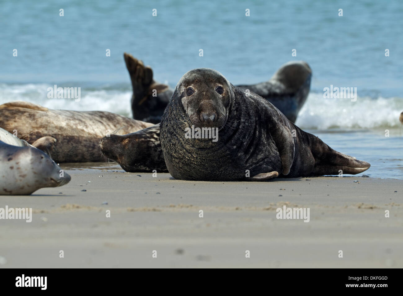 Grey seals helgoland hi-res stock photography and images - Alamy