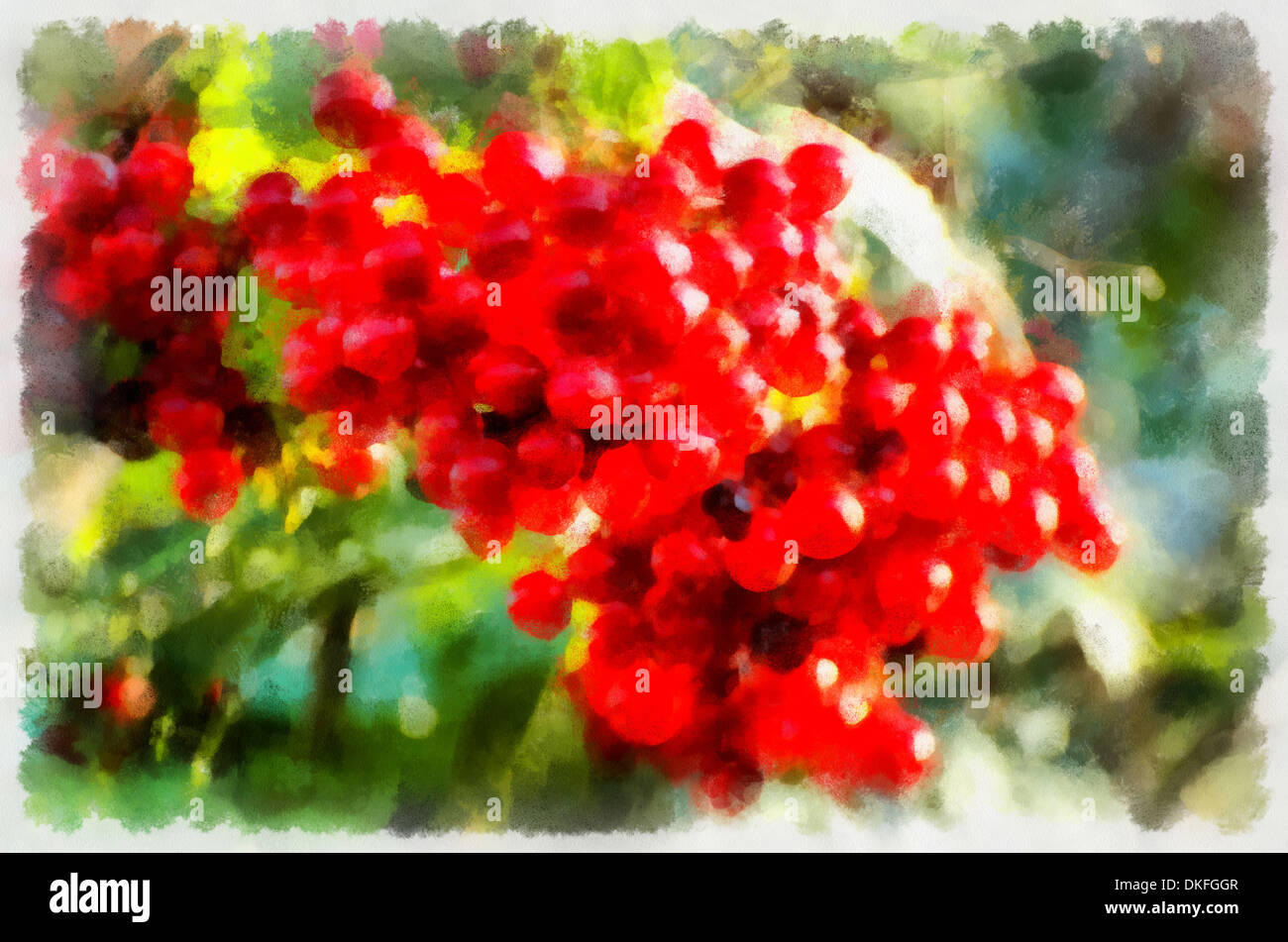 Graphics Red Snowball Tree High Resolution Stock Photography and Images ...