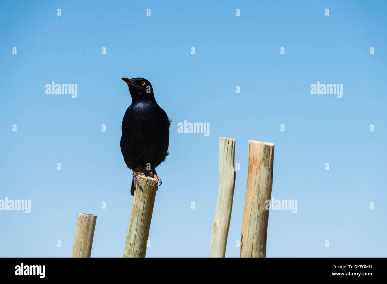 Black winged starling hi-res stock photography and images - Alamy