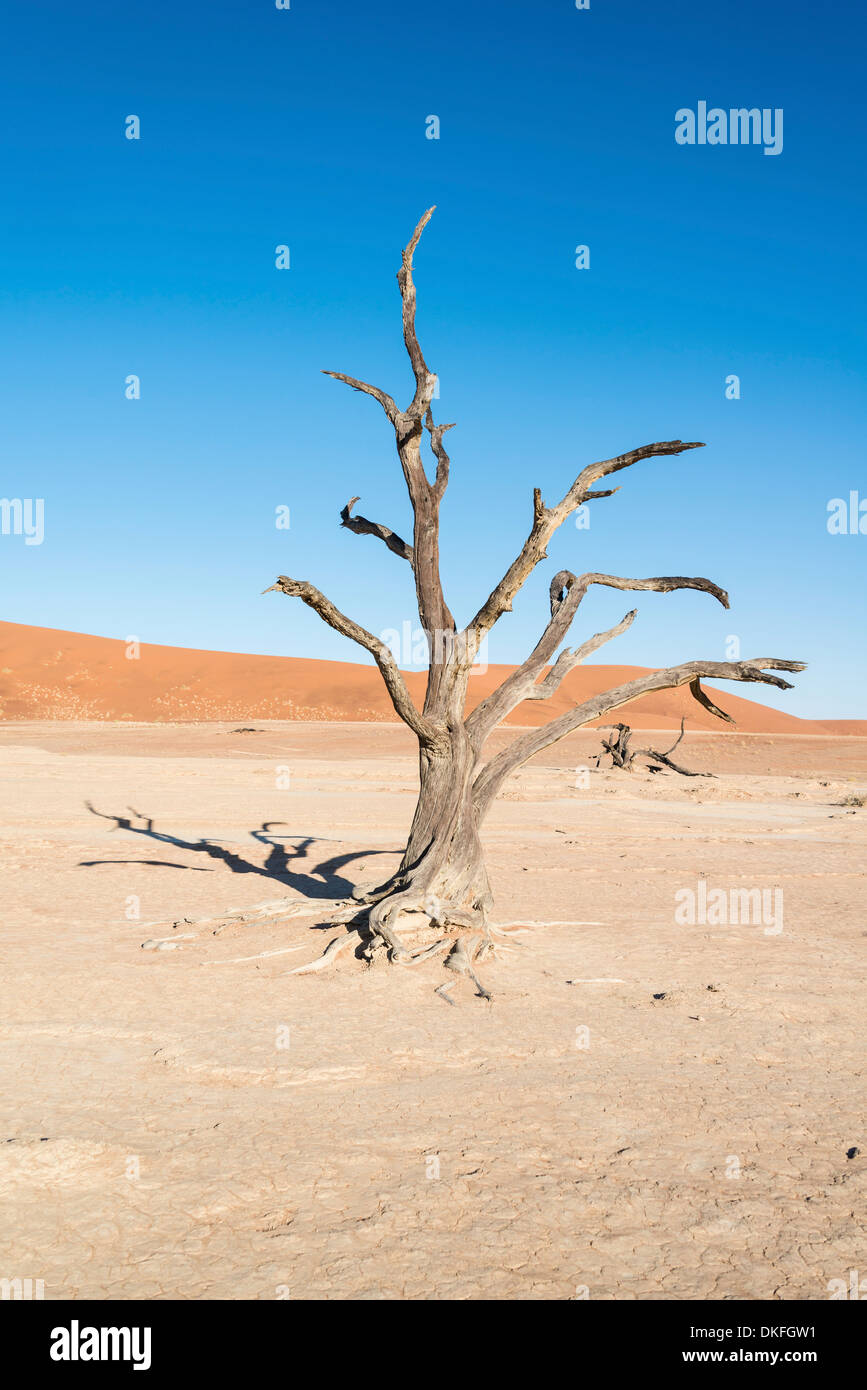 Dead tree in dried clay hi-res stock photography and images - Alamy