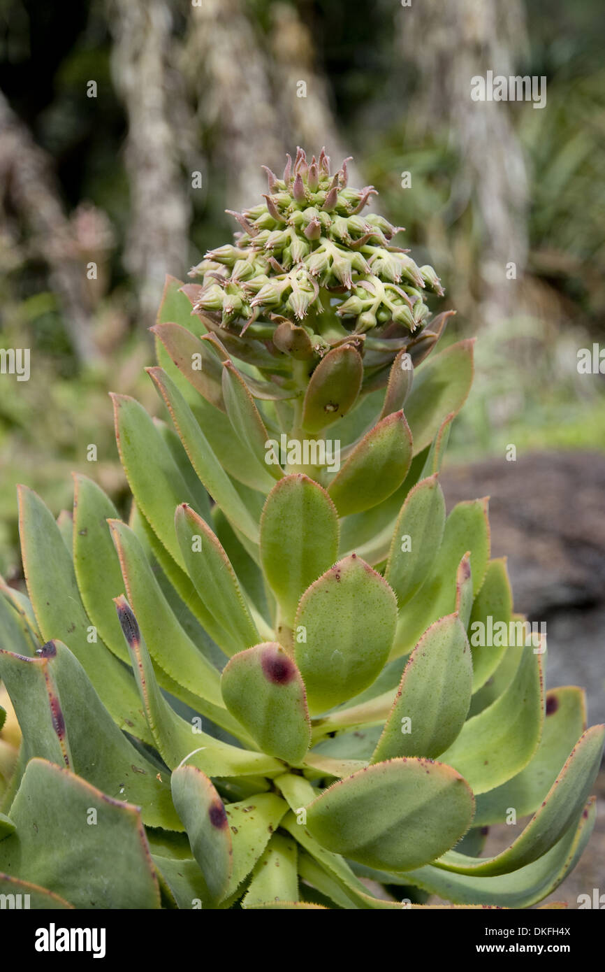 valverde giant houseleek, aeonium valverdense Stock Photo - Alamy