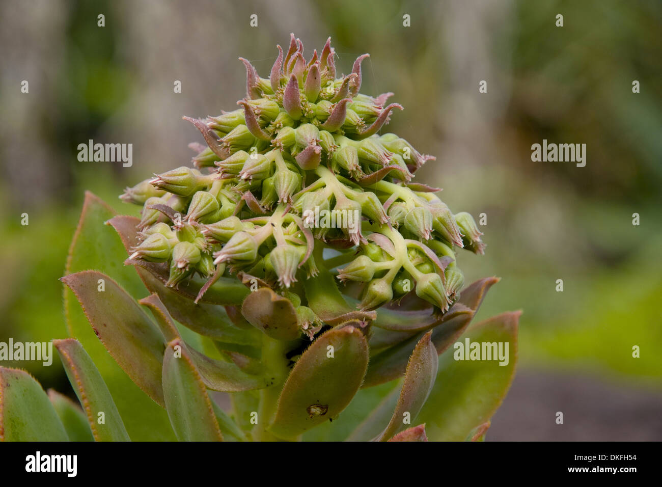 valverde giant houseleek, aeonium valverdense Stock Photo - Alamy