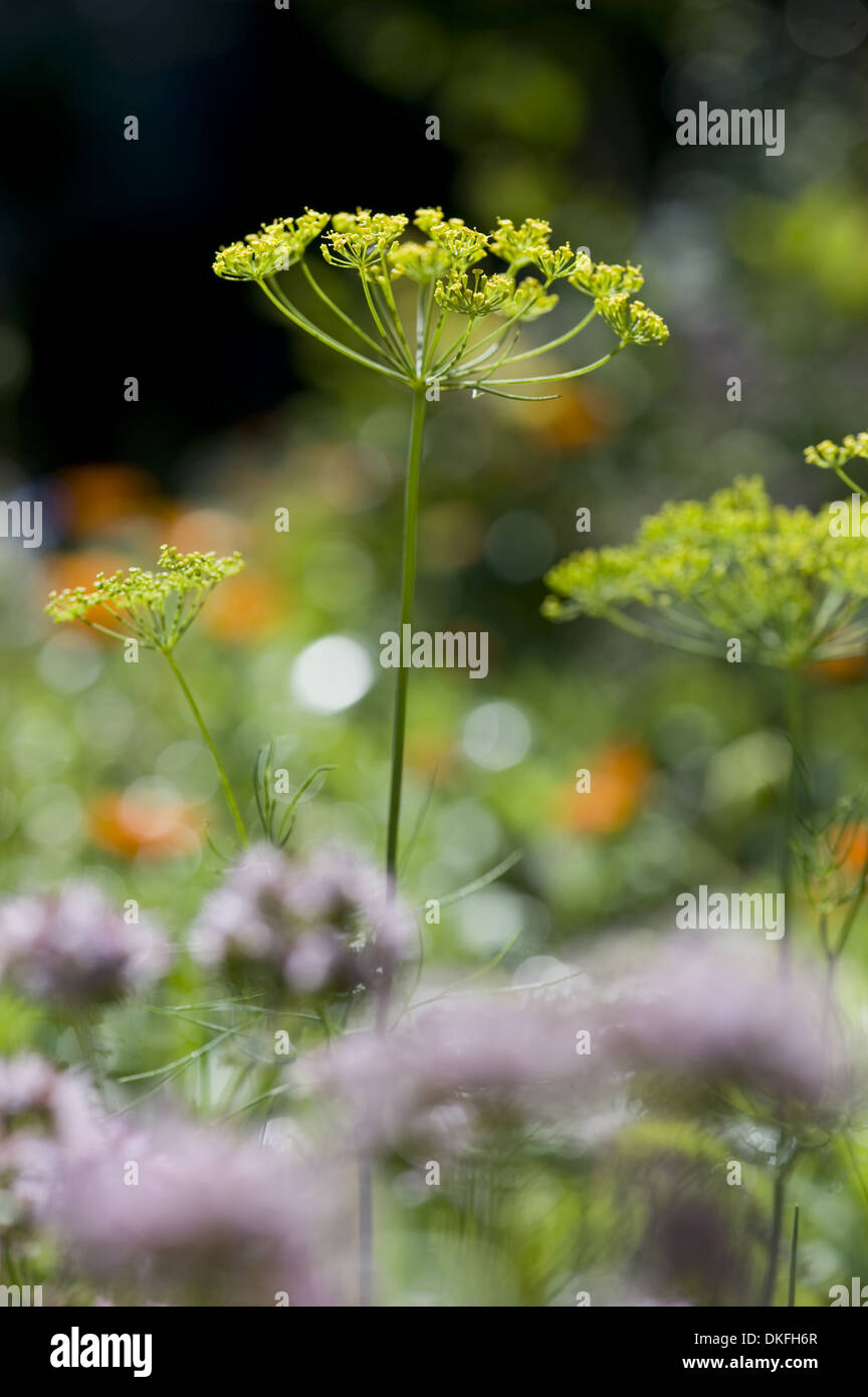 dill, anethum graveolens Stock Photo - Alamy