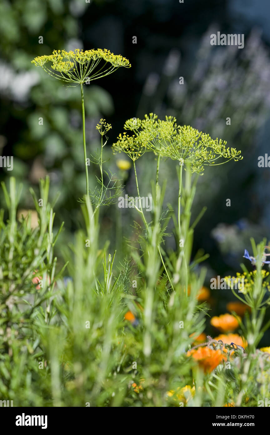 dill, anethum graveolens Stock Photo - Alamy