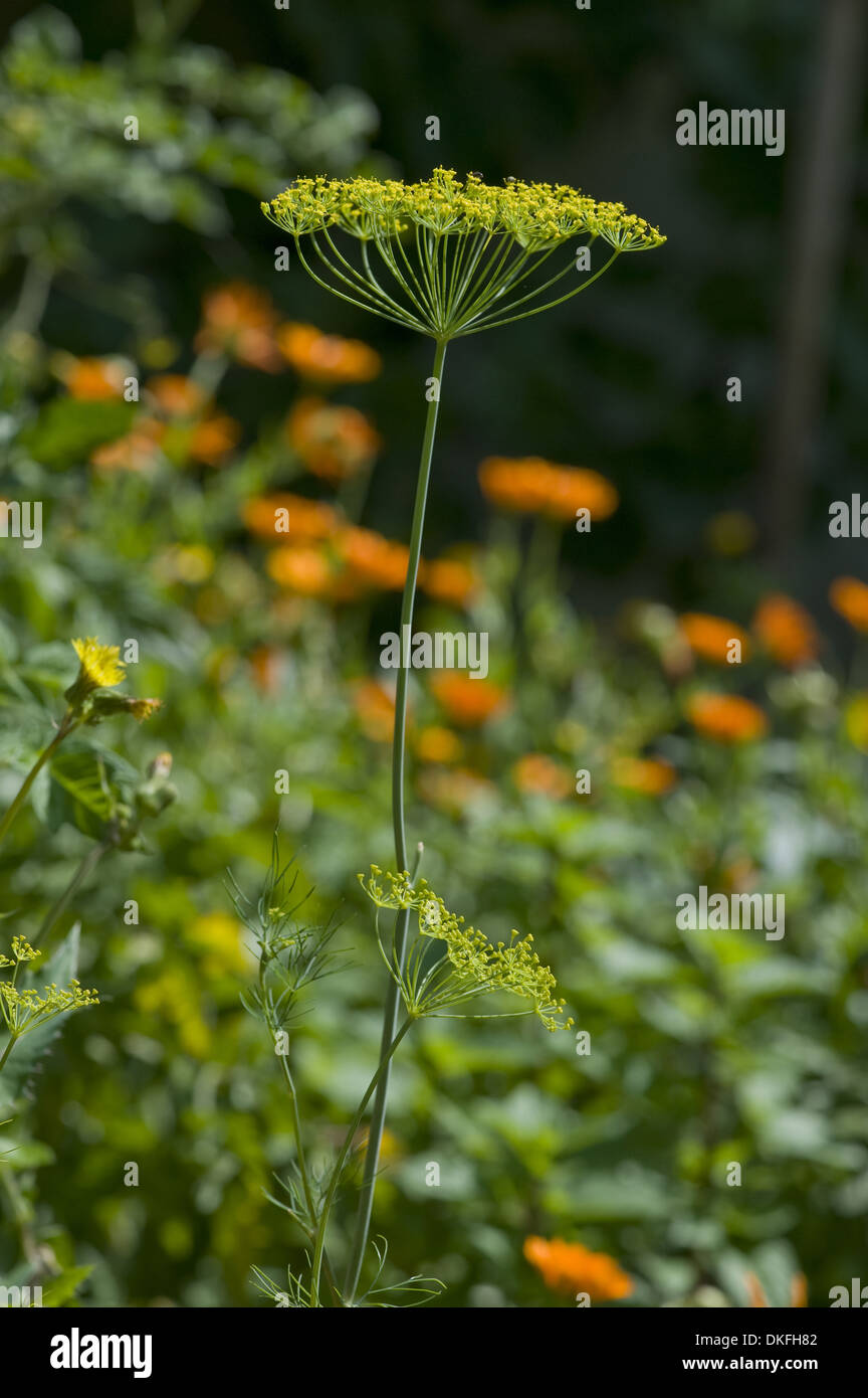 dill, anethum graveolens Stock Photo - Alamy