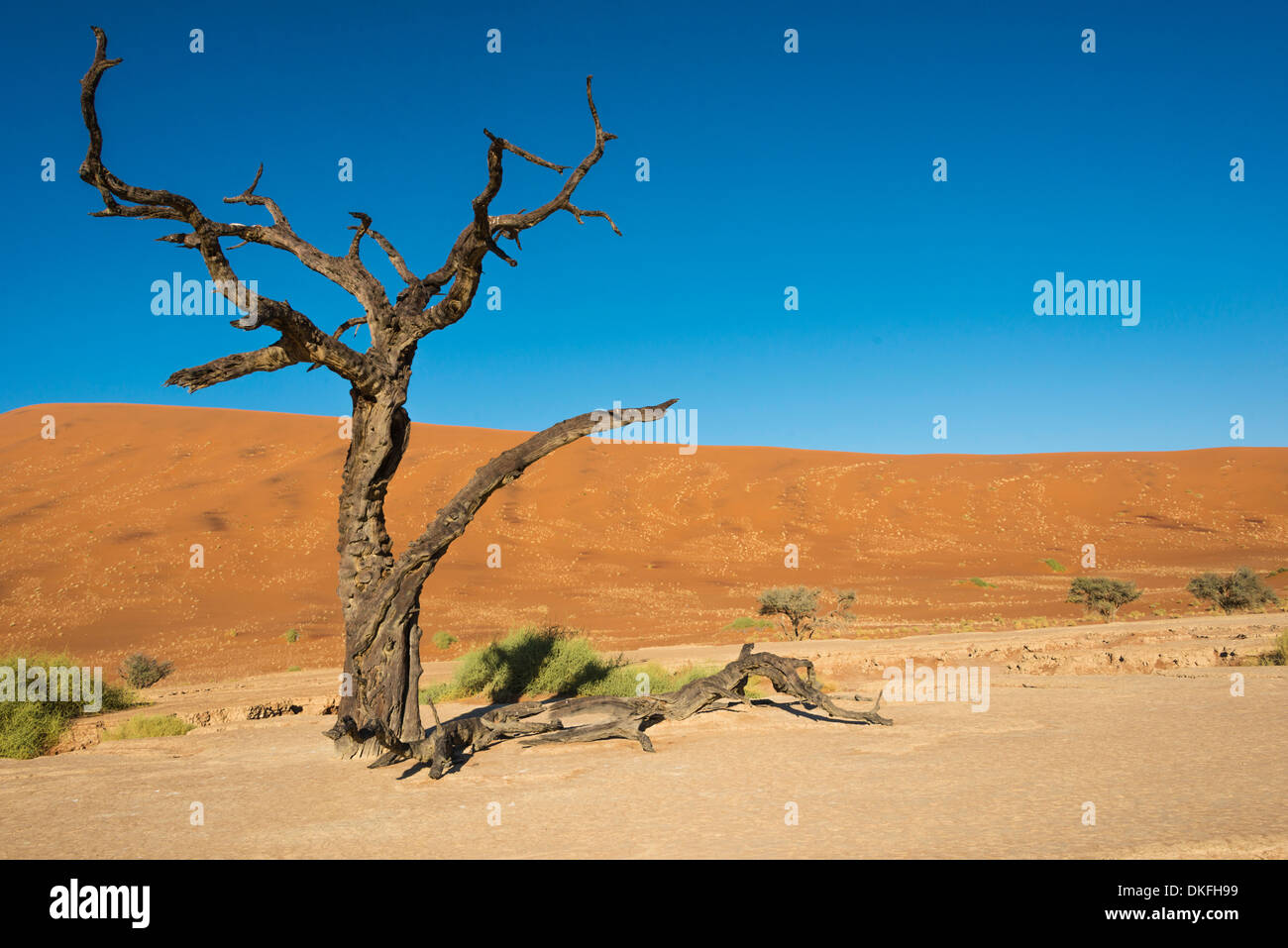 Dead tree in the salt and clay pan, Dead Pan, Sossusvlei, Namib Desert ...