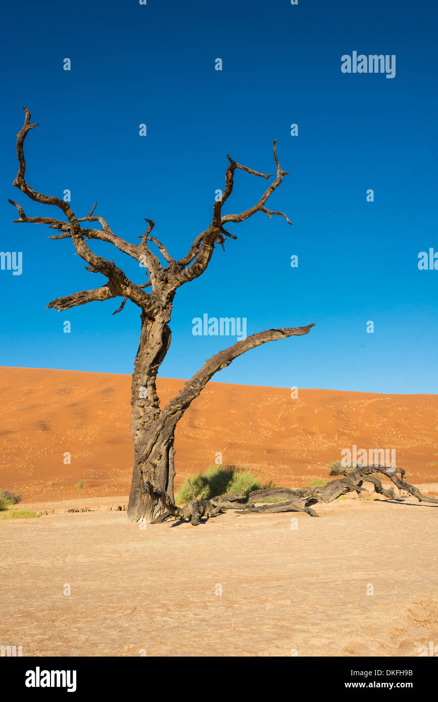 Dead tree in the salt and clay pan, Dead Pan, Sossusvlei, Namib Desert ...