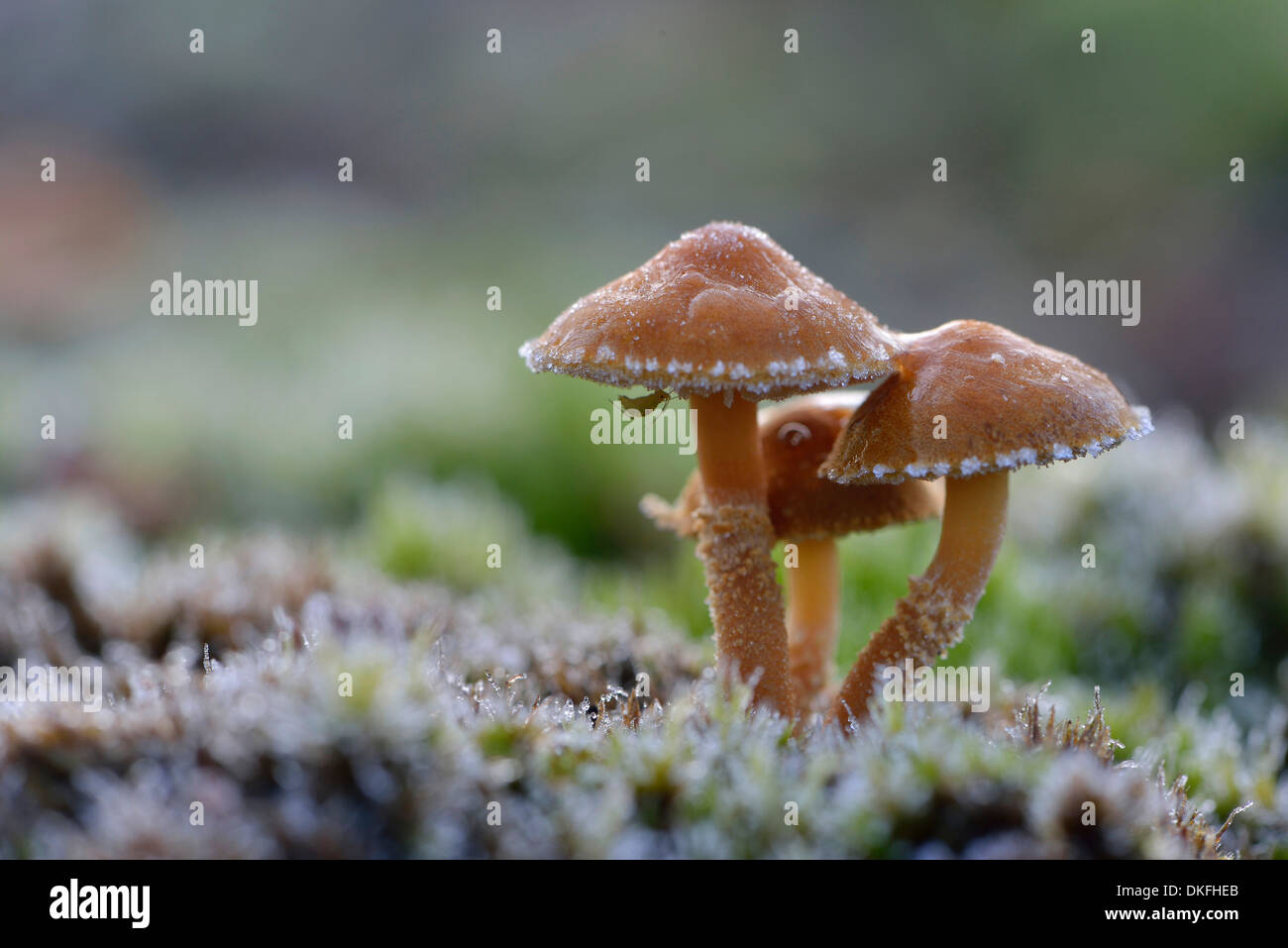Saffron Parasols High Resolution Stock Photography and Images - Alamy