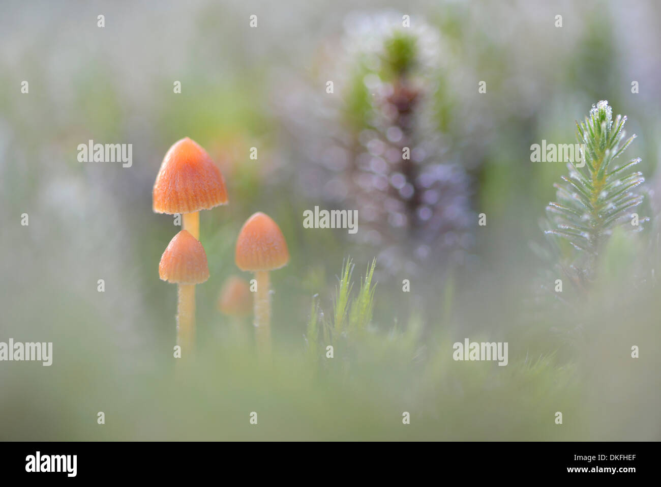 Conocybe fungus hi-res stock photography and images - Alamy