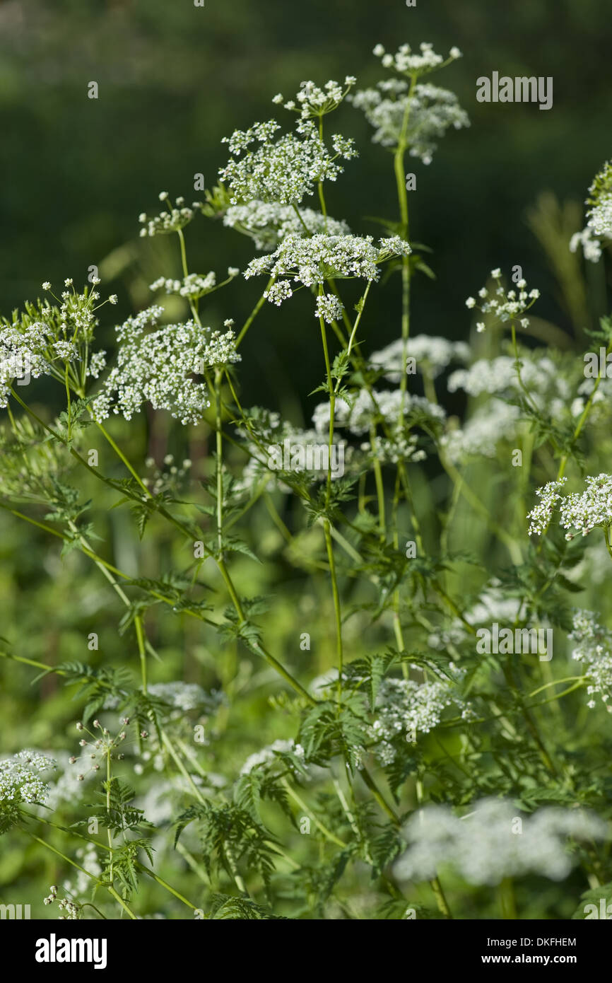 Cow parsley keck weed hi-res stock photography and images - Alamy