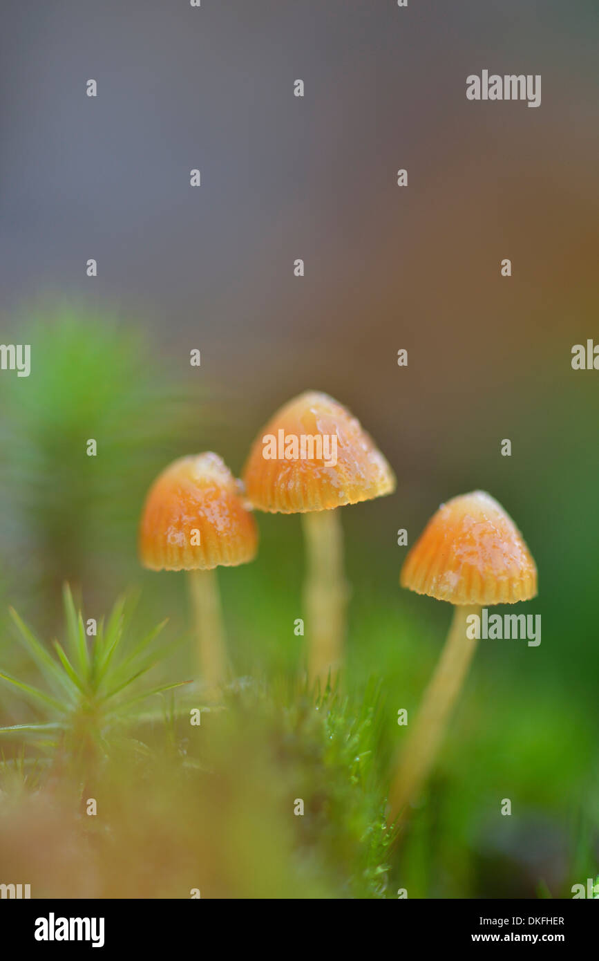 Conocybe fungus hi-res stock photography and images - Alamy