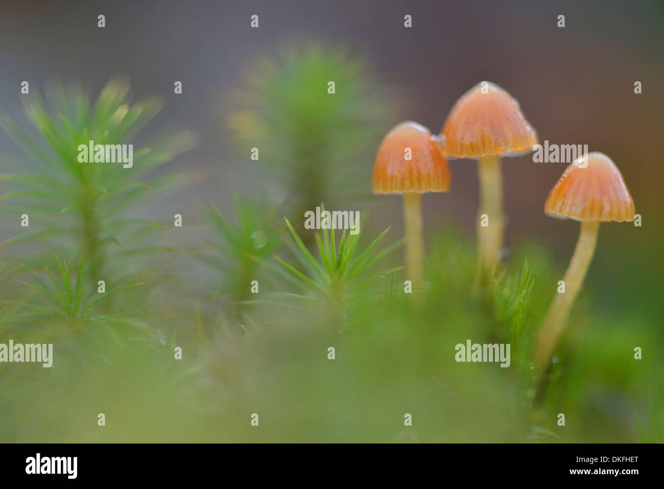 Fluffy-haired Conocybe (Conocybe digitalina), Emsland, Lower Saxony ...