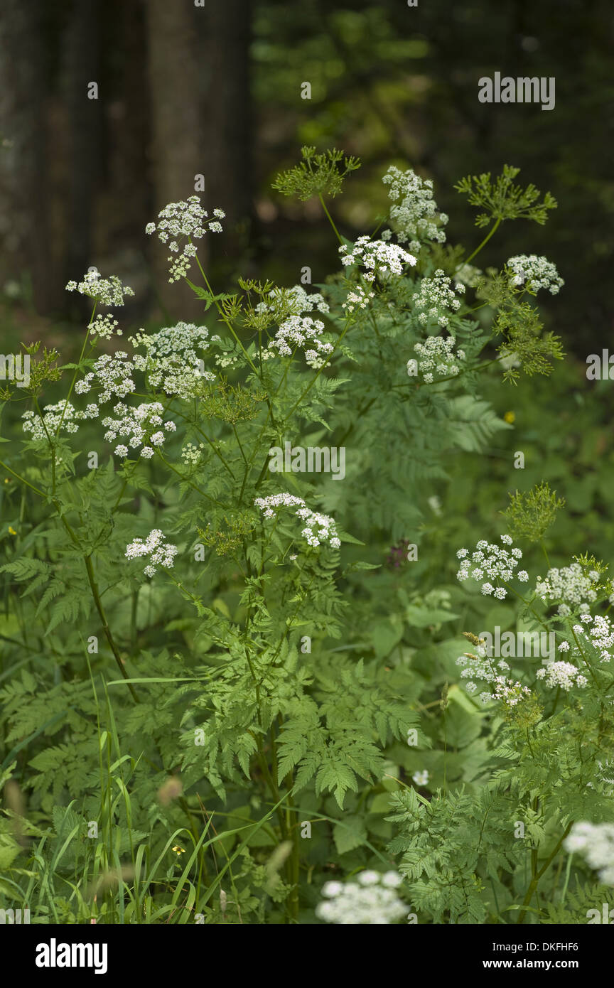 Cow parsley keck weed hi-res stock photography and images - Alamy