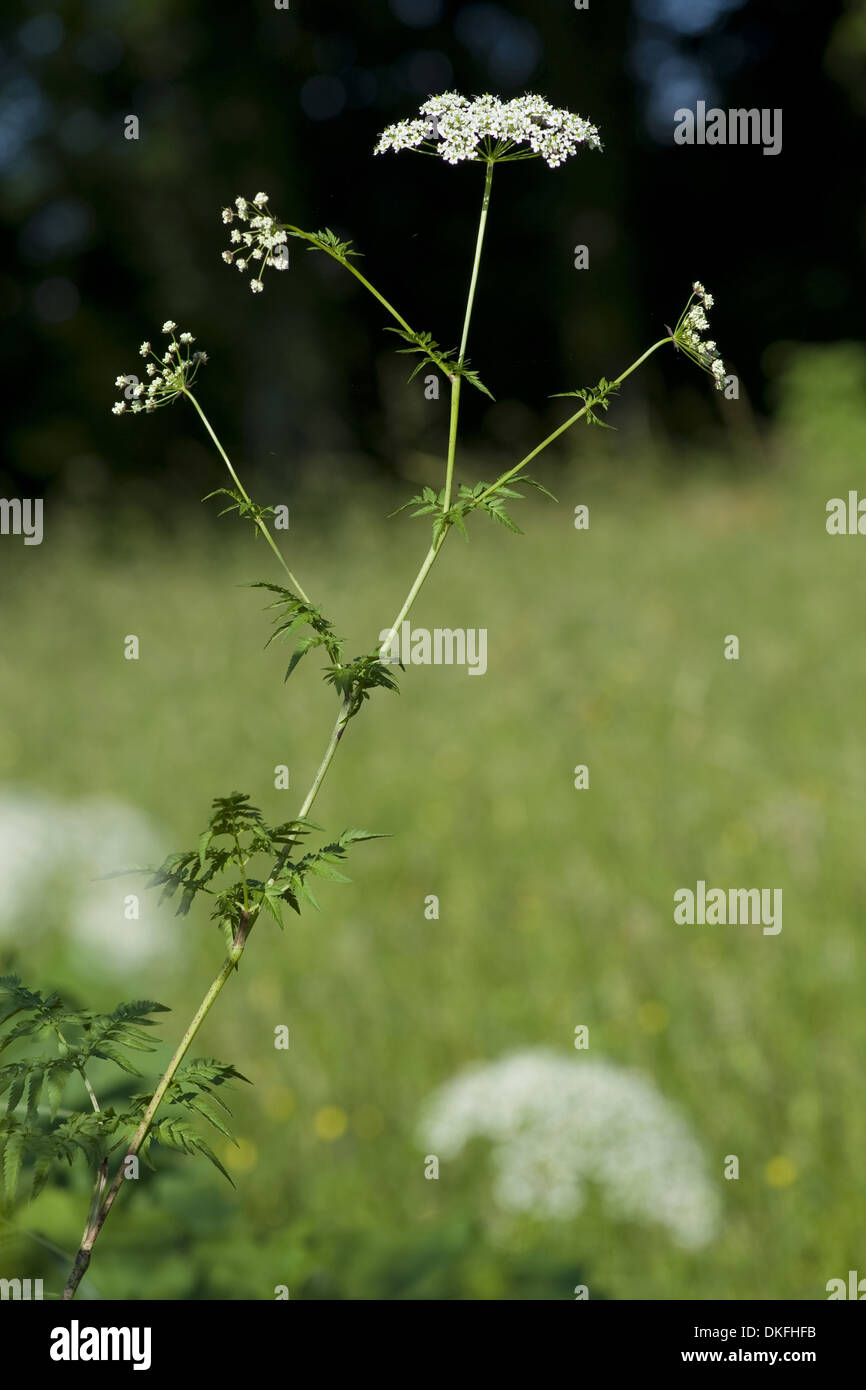 Cow parsley keck weed hi-res stock photography and images - Alamy
