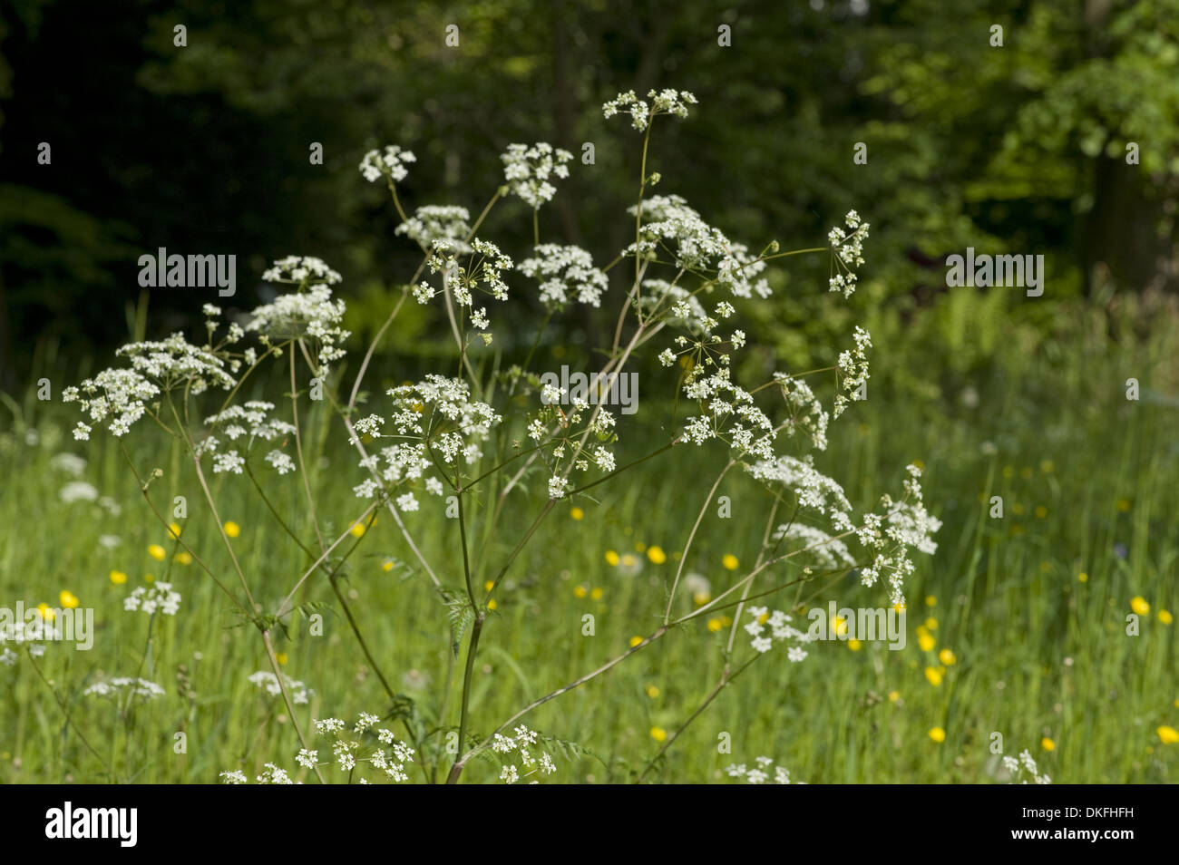 Cow parsley keck weed hi-res stock photography and images - Alamy