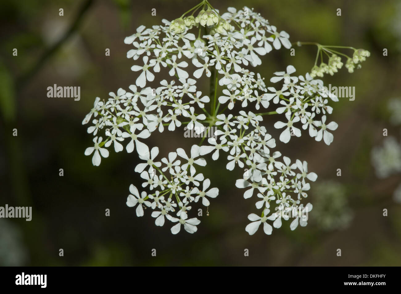 cow parsley, anthriscus sylvestris Stock Photo - Alamy