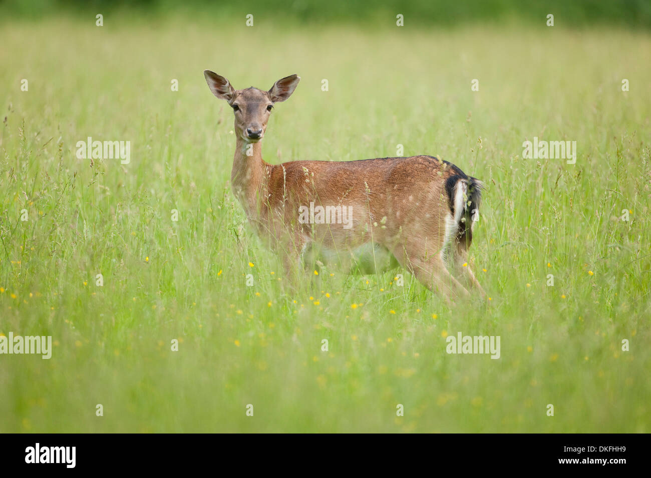 Fallow deer (Dama dama), doe standing on a meadow, captive, Bavaria ...