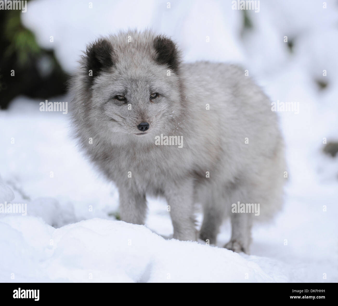 Fox standing hi-res stock photography and images - Alamy