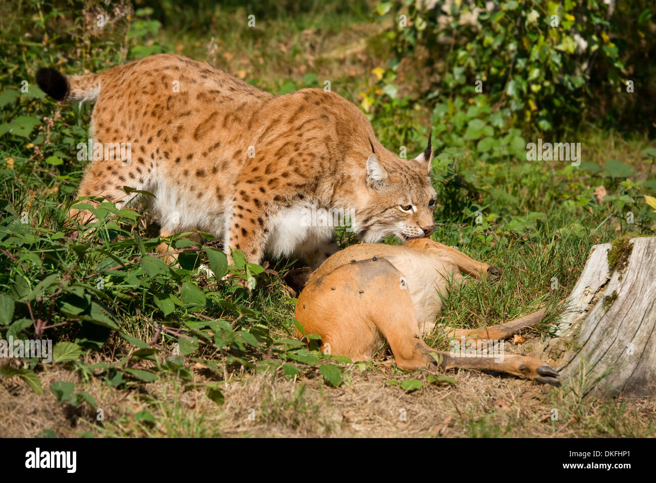 Lynx (Lynx lynx), male, with prey roe deer (Capreolus capreolus ...