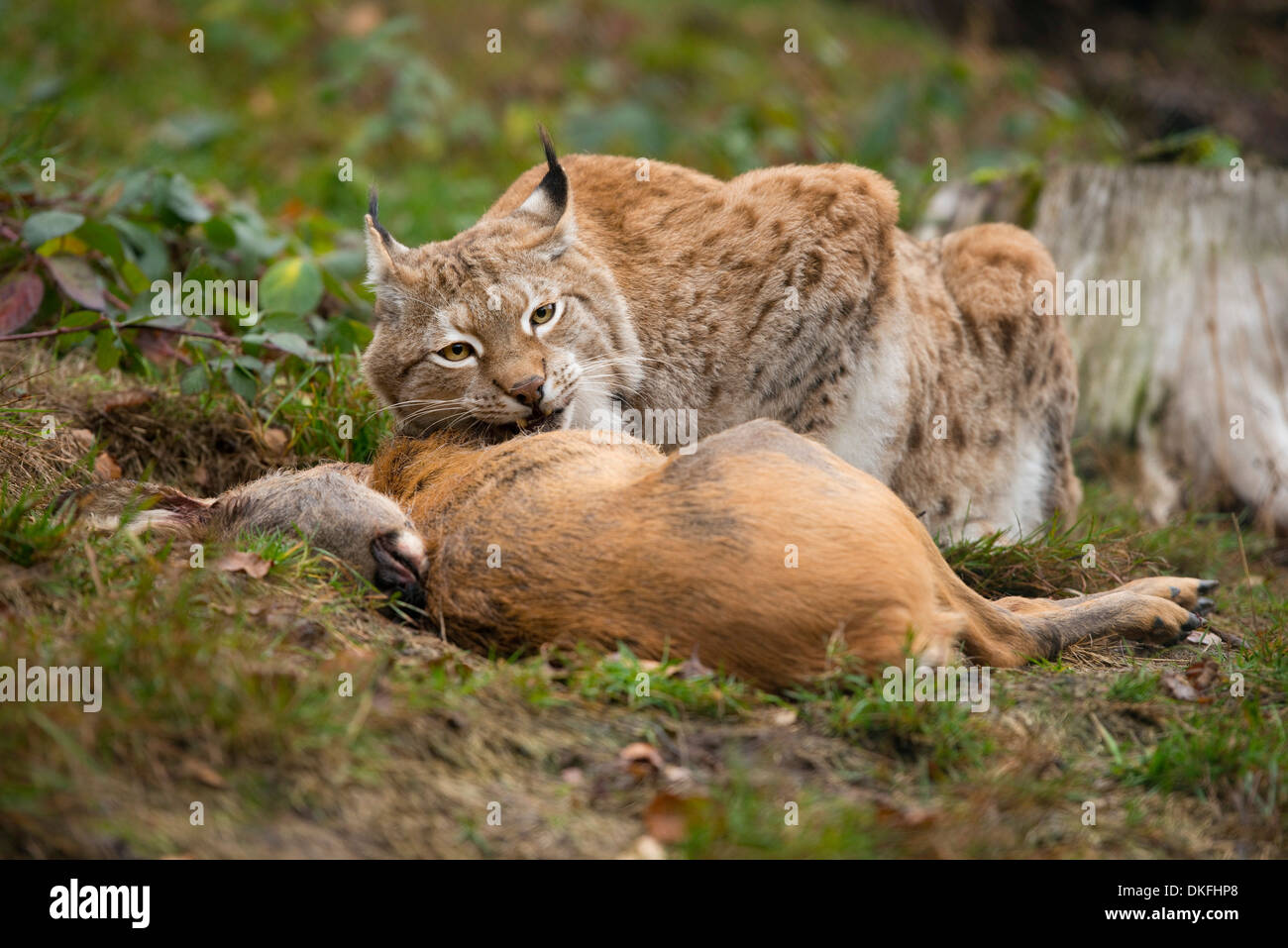 Lynx animal prey eating hi-res stock photography and images - Alamy