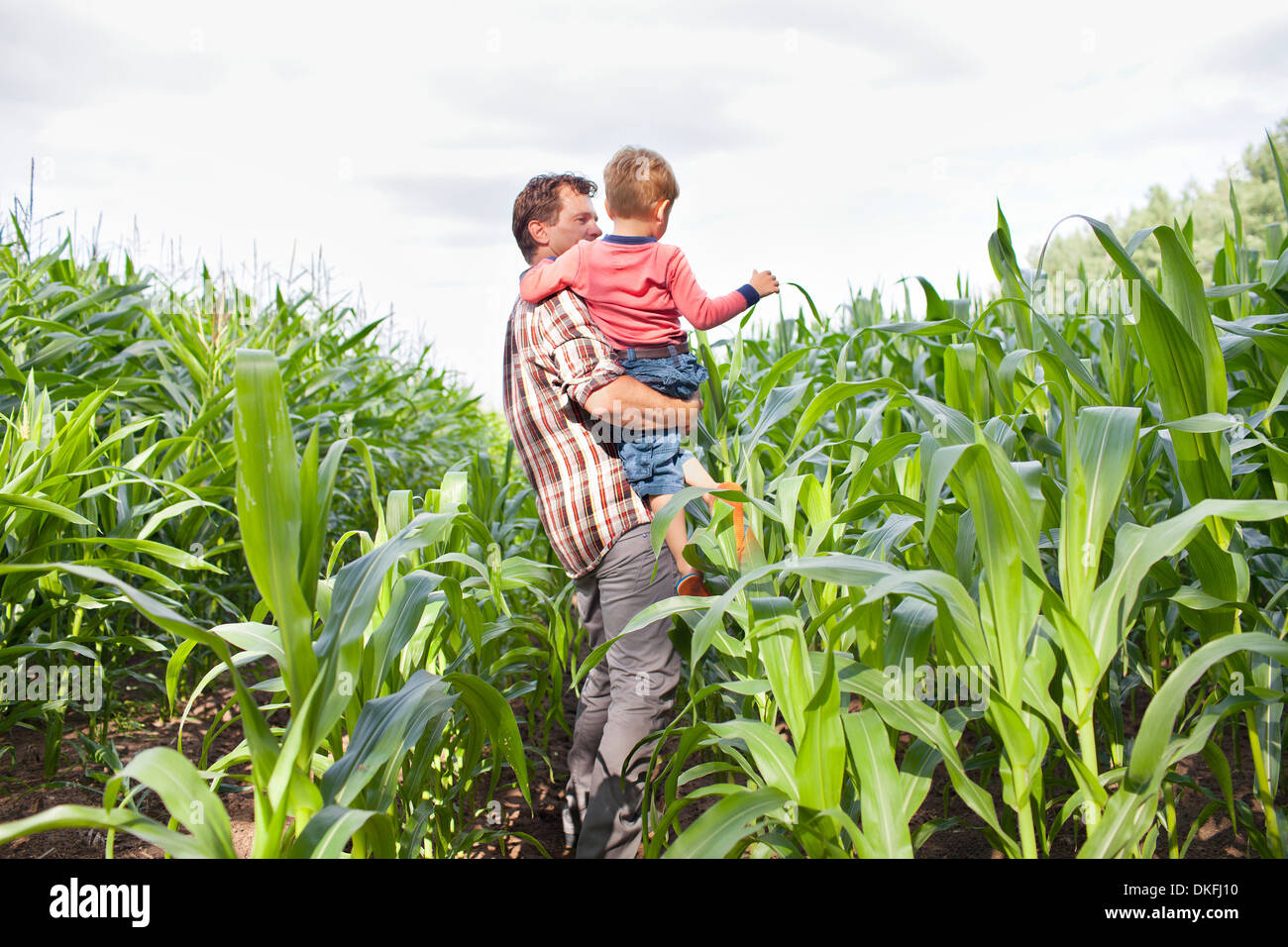 Father With Son In Agriculture Field High Resolution Stock Photography ...