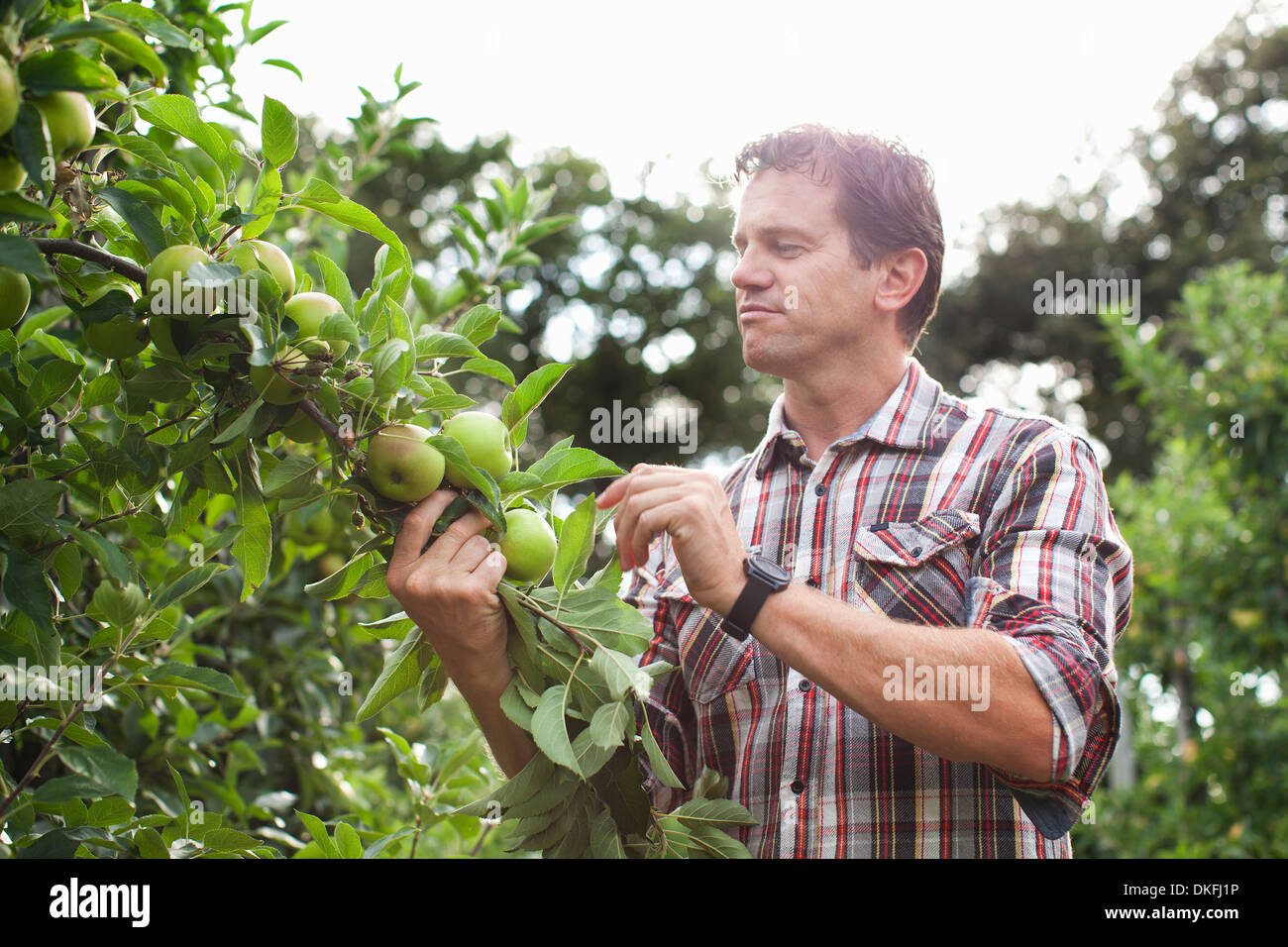 Farmer standing in apple orchard Stock Photo - Alamy