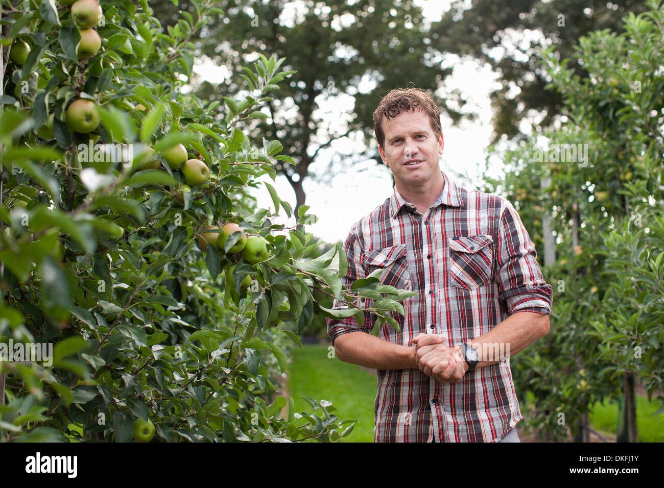 Farmer standing in apple orchard Stock Photo - Alamy