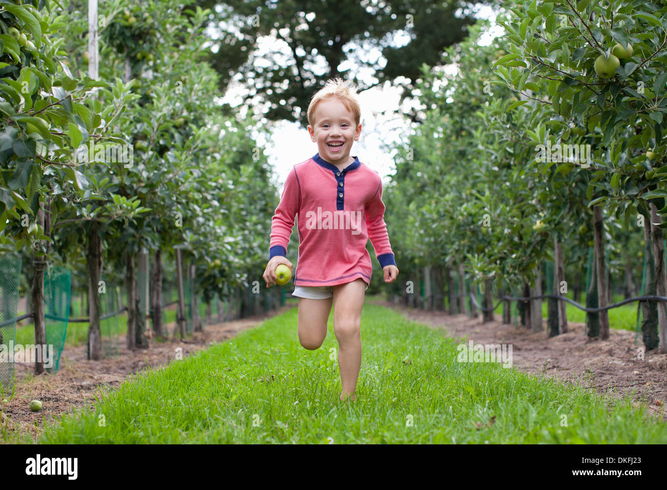 Boy running through apple orchard Stock Photo - Alamy
