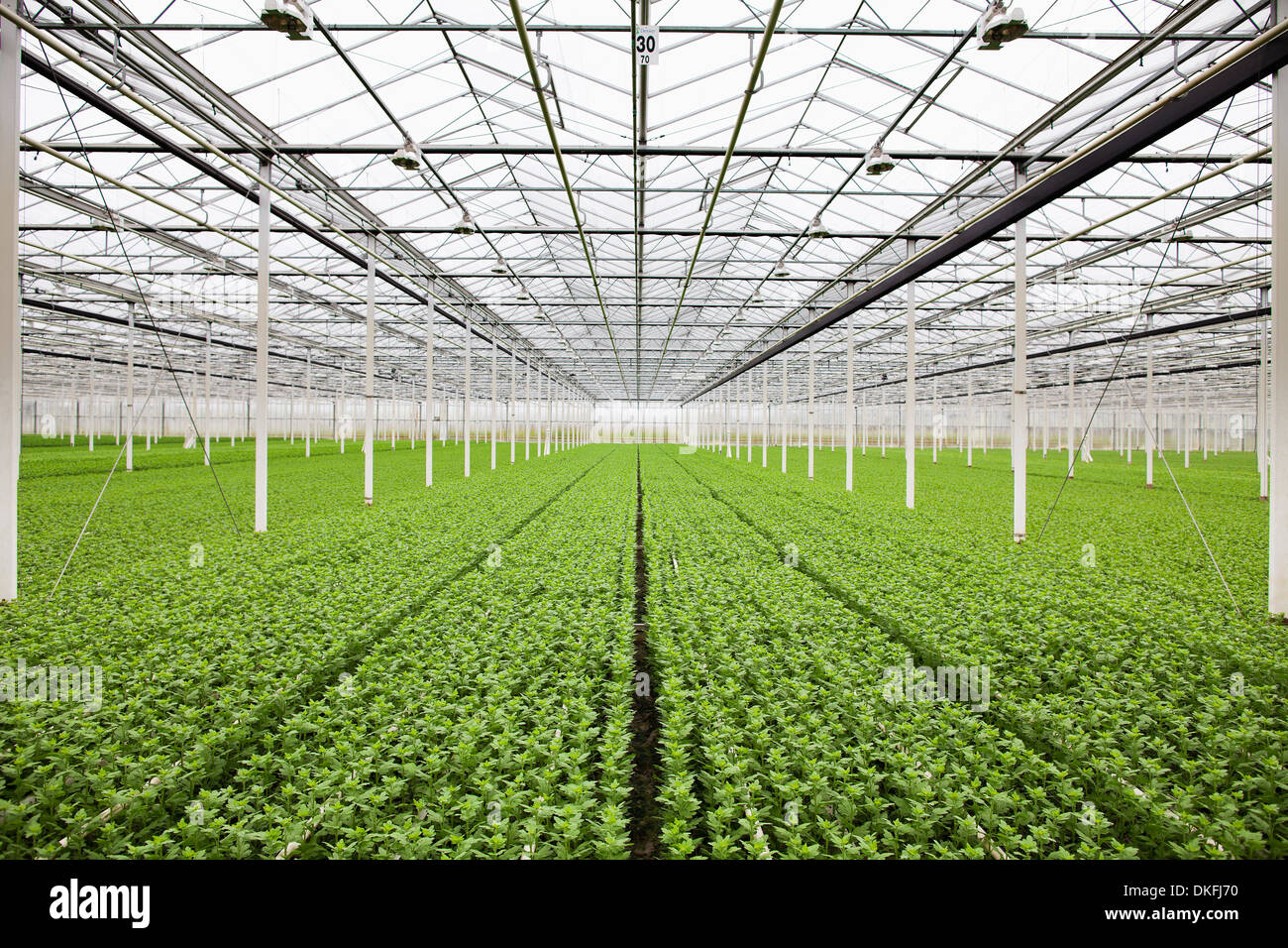 Several rows of plants hi-res stock photography and images - Alamy
