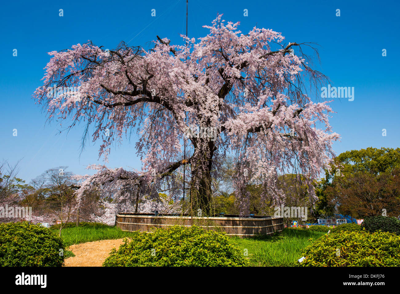 Maruyama koen park hi-res stock photography and images - Alamy