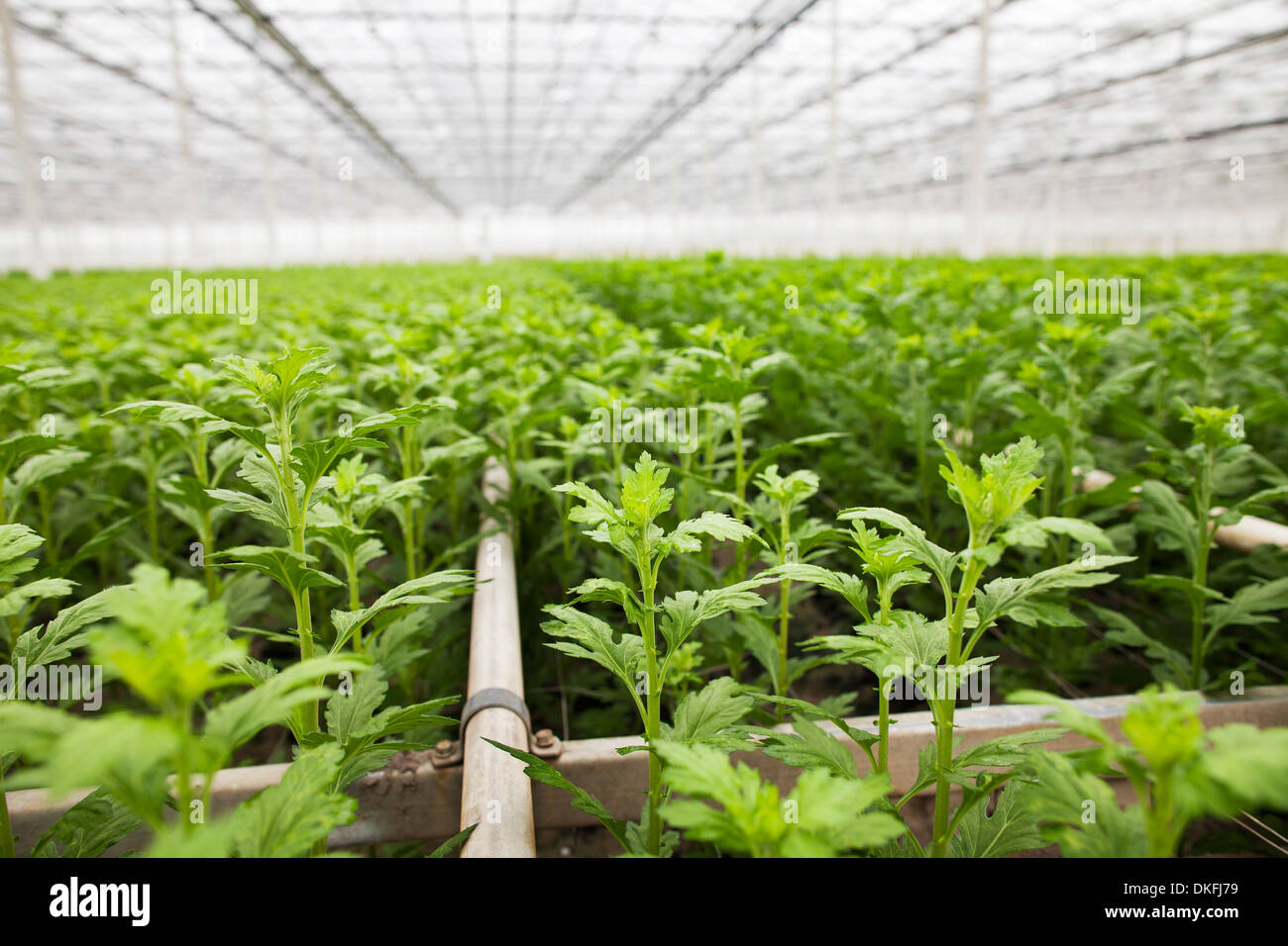 Rows of plants growing in greenhouse Stock Photo - Alamy