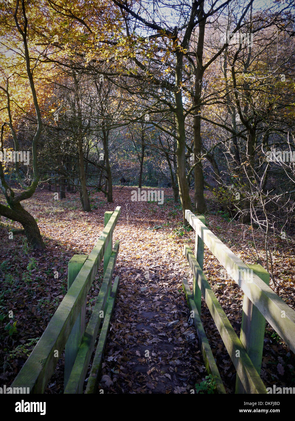 Foot bridge over stream leading into forest in Cheshire UK Stock Photo ...