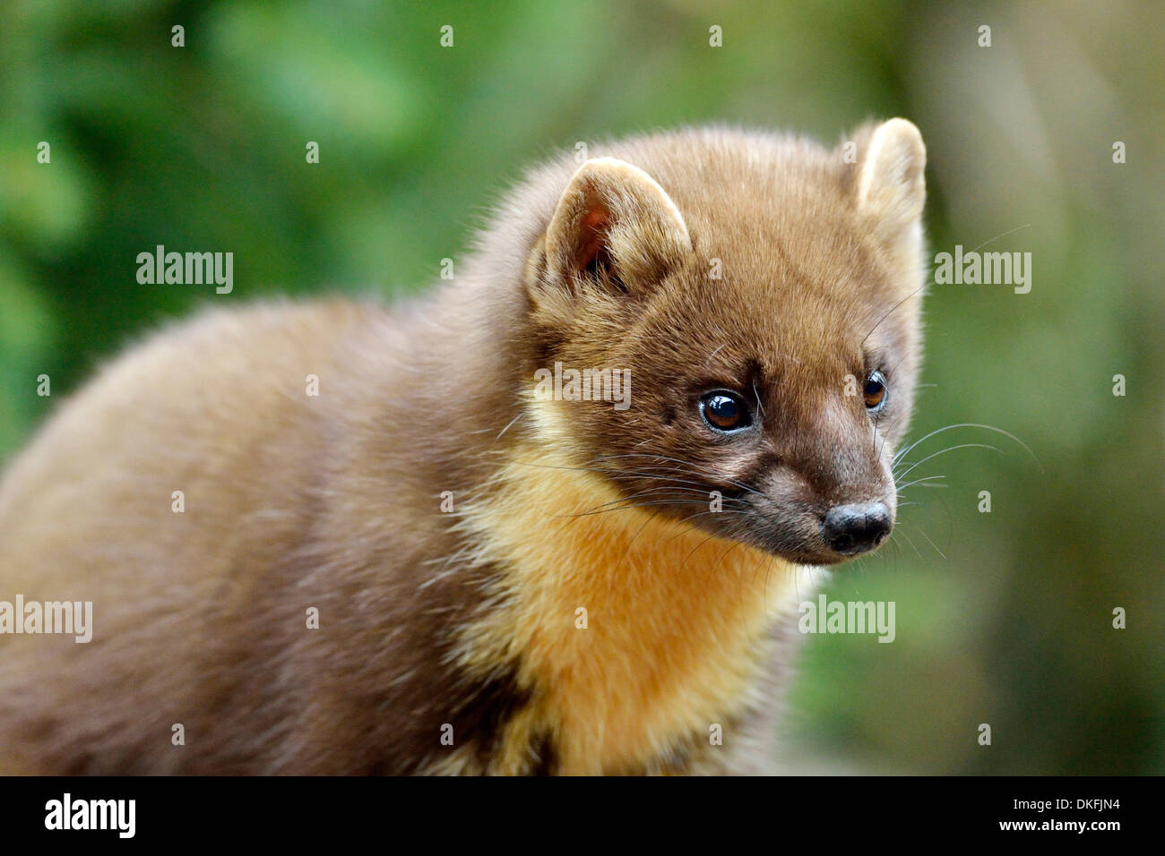 Pine Marten (Martes martes), zoo, Arth Goldau, Switzerland Stock Photo ...