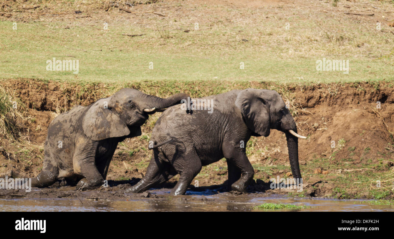 Two male african elephants hi-res stock photography and images - Alamy